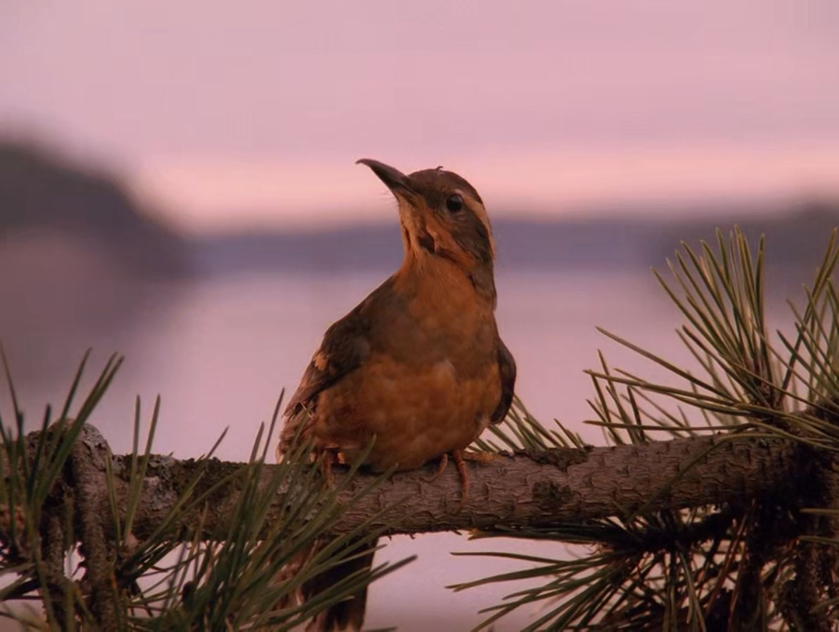 We Visit Twin Peaks Filming Locations From The Pilot